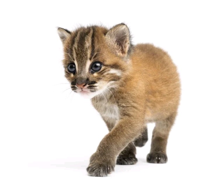 Pardofelis birthday | Honkai Impact 3rd | HoYoLAB