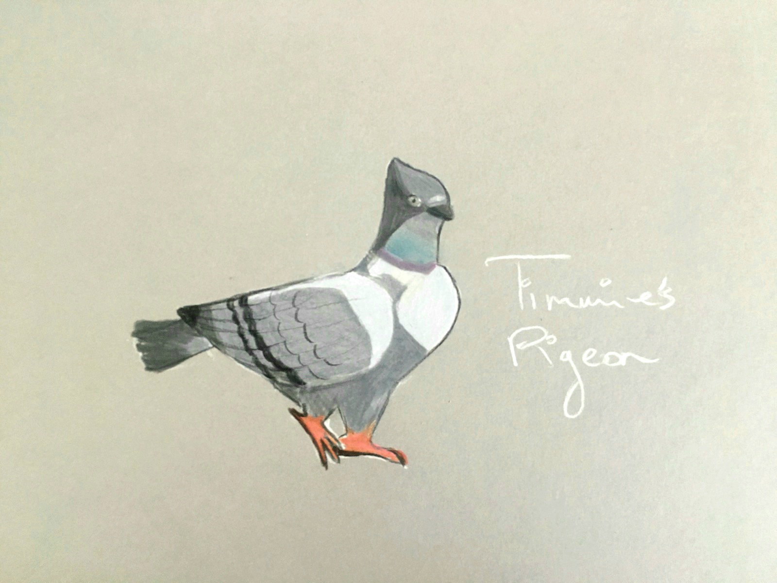 Timmie's Pigeon Genshin Impact | HoYoLAB