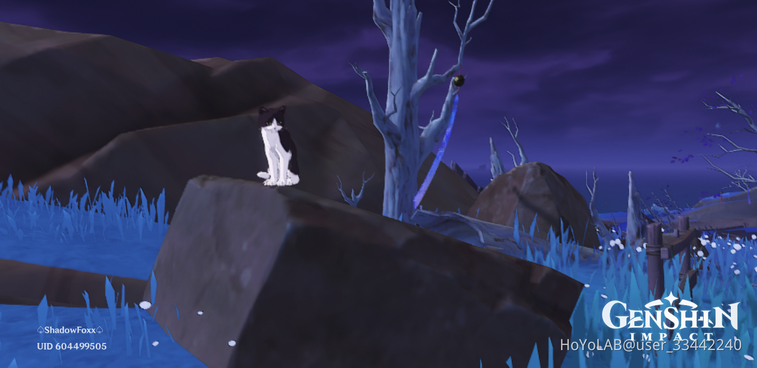 Cats everywhere in Inazuma Genshin Impact | HoYoLAB