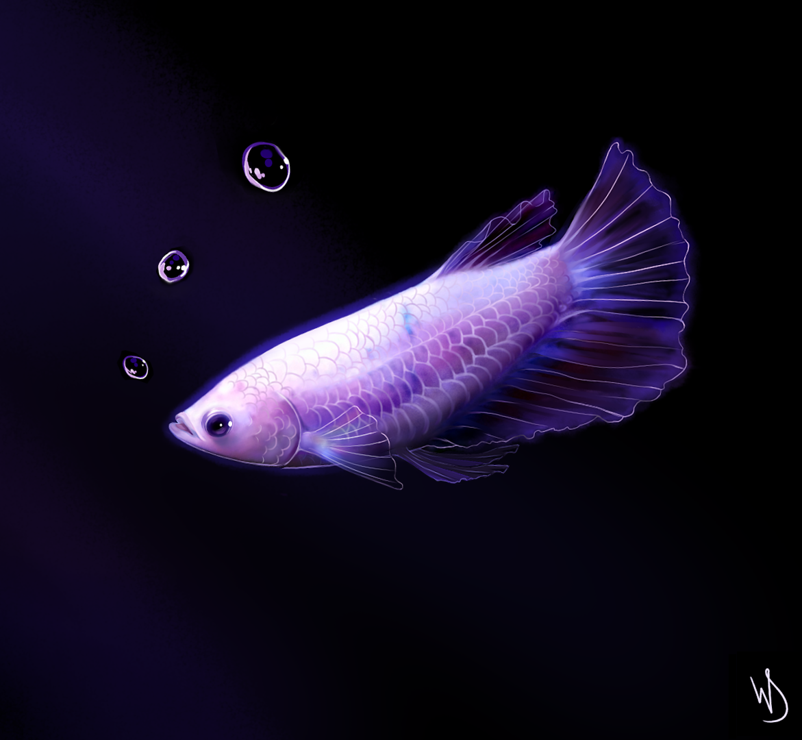 Fish Genshin Impact | HoYoLAB