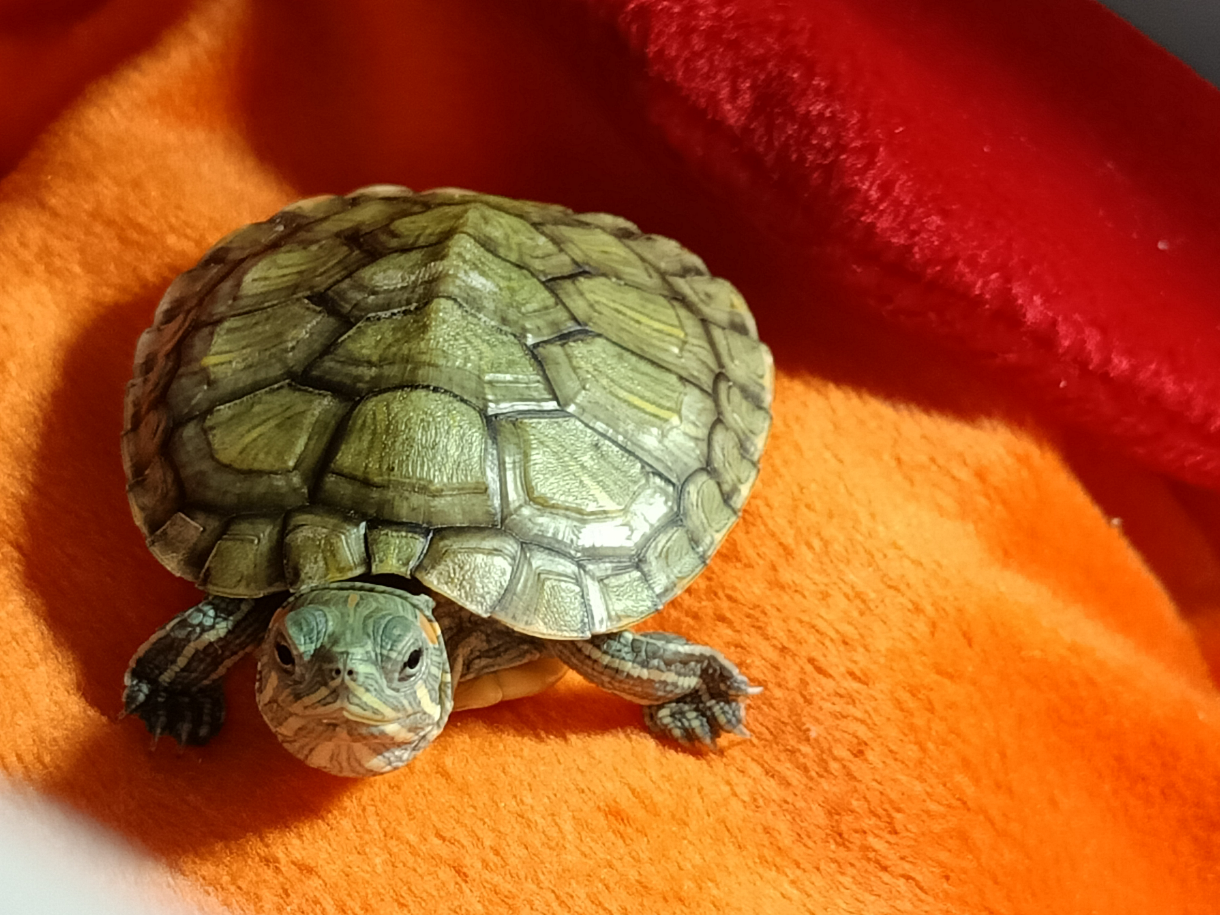 My turtle, Kiwi!! | HoYoLAB