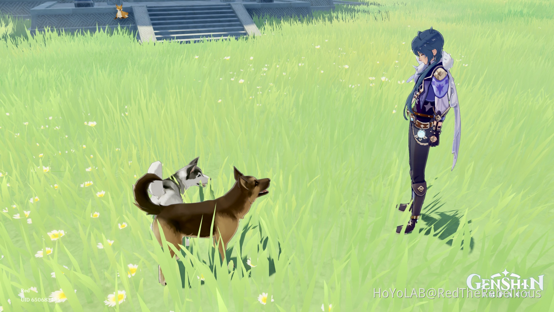 PET THE DOGS! Genshin Impact | HoYoLAB