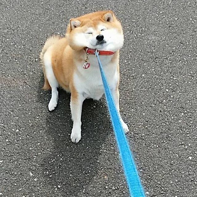 tfw no kazuha #phỏngvấnteyvat Genshin Impact | HoYoLAB