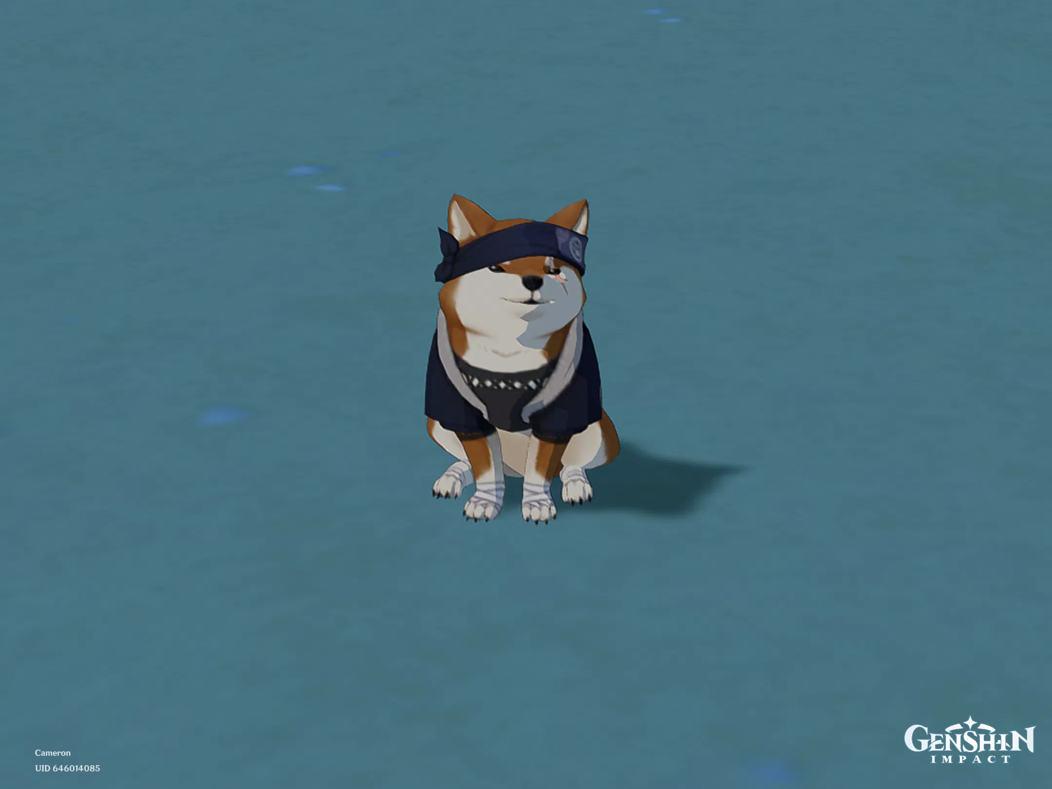 Inu Shoushou Genshin Impact | HoYoLAB