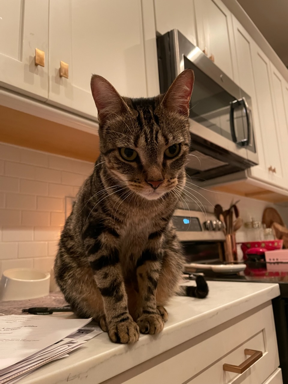 Your daily dose of cat no. 3 | HoYoLAB