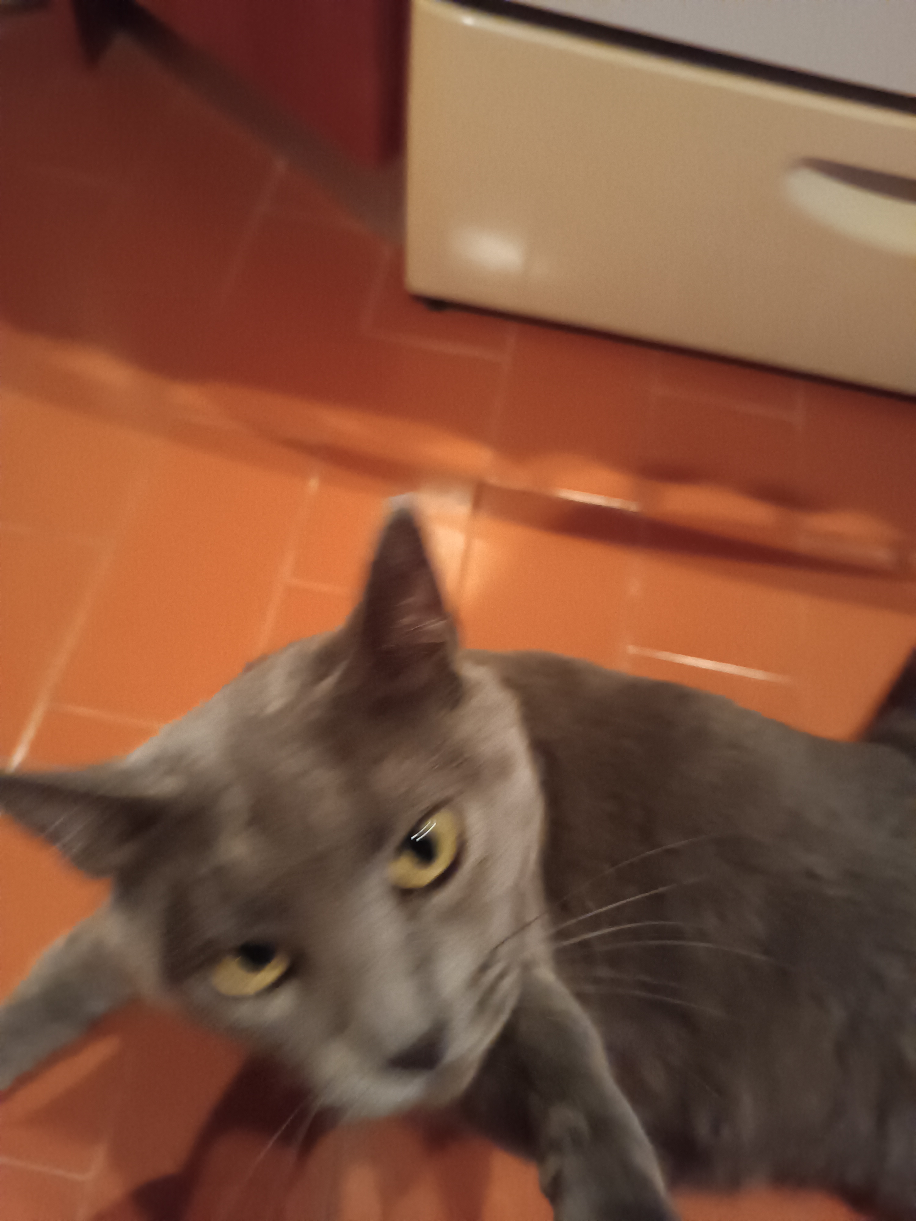 cat Honkai Impact 3rd | HoYoLAB