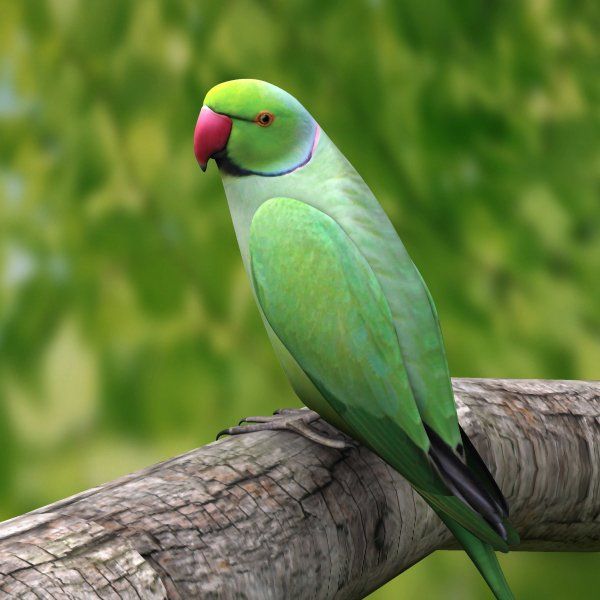 I wish upon the Stars if we can get a bird Adepti Genshin Impact | HoYoLAB
