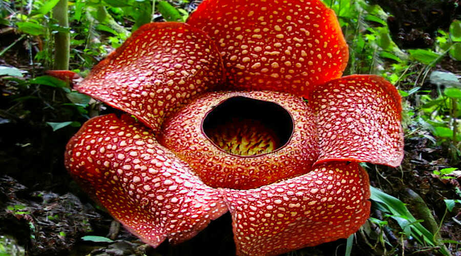 Rafflesia Arnoldii Genshin Impact | HoYoLAB
