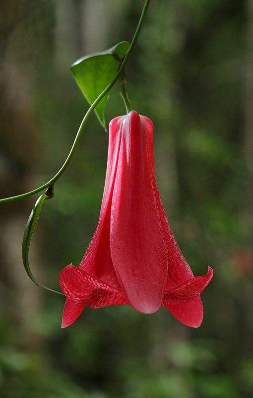 Copihue(Lapagea rosea)Su origen legendario estaría relacionado con la ...