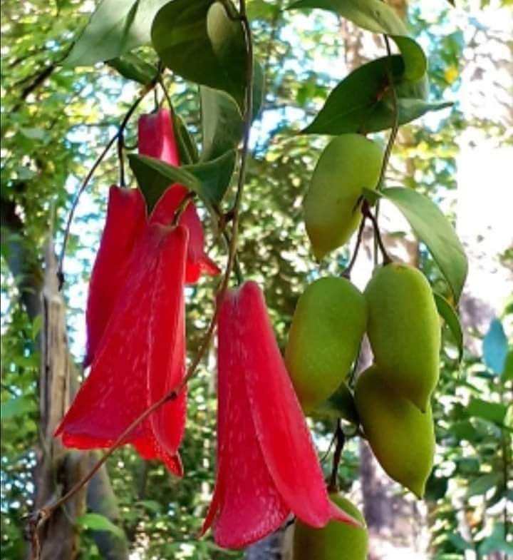 Copihue(Lapagea rosea)Su origen legendario estaría relacionado con la ...