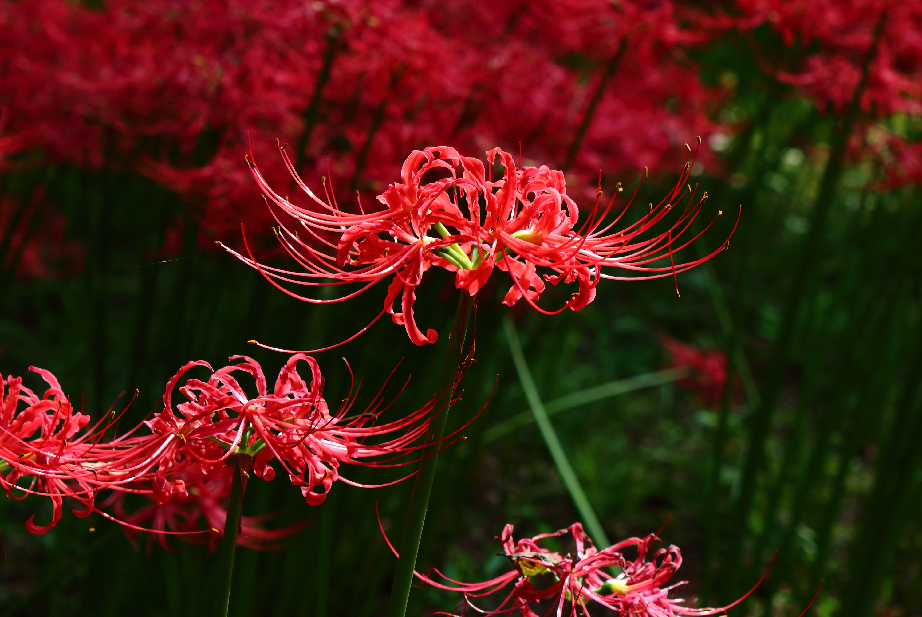Spider Lily Genshin Impact | HoYoLAB