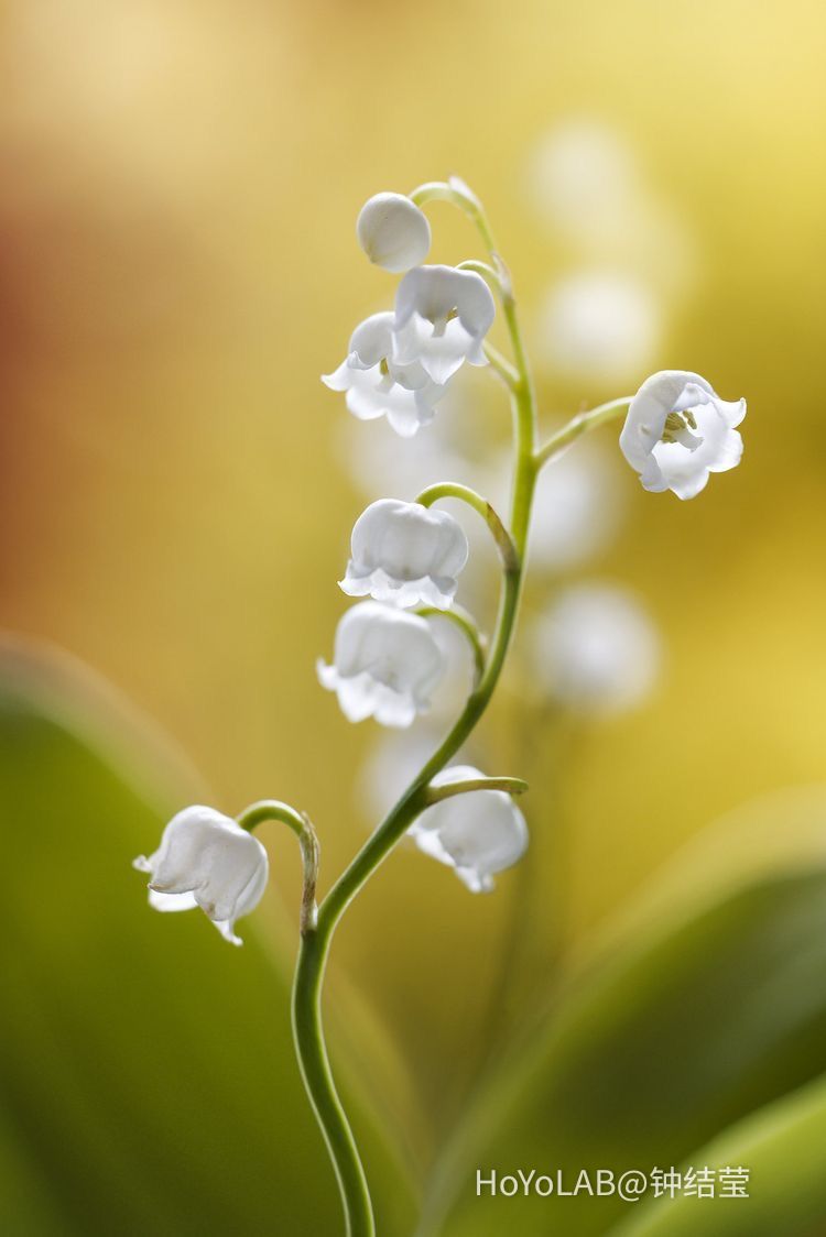 Lilly of the Valley Genshin Impact | HoYoLAB