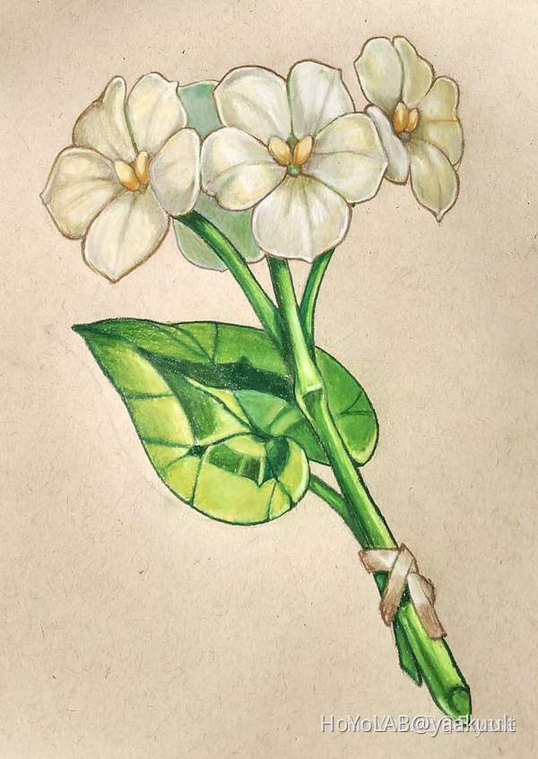 Favourite flower-Qingxin Genshin Impact | HoYoLAB