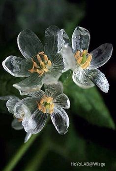 Skeleton flower | HoYoLAB