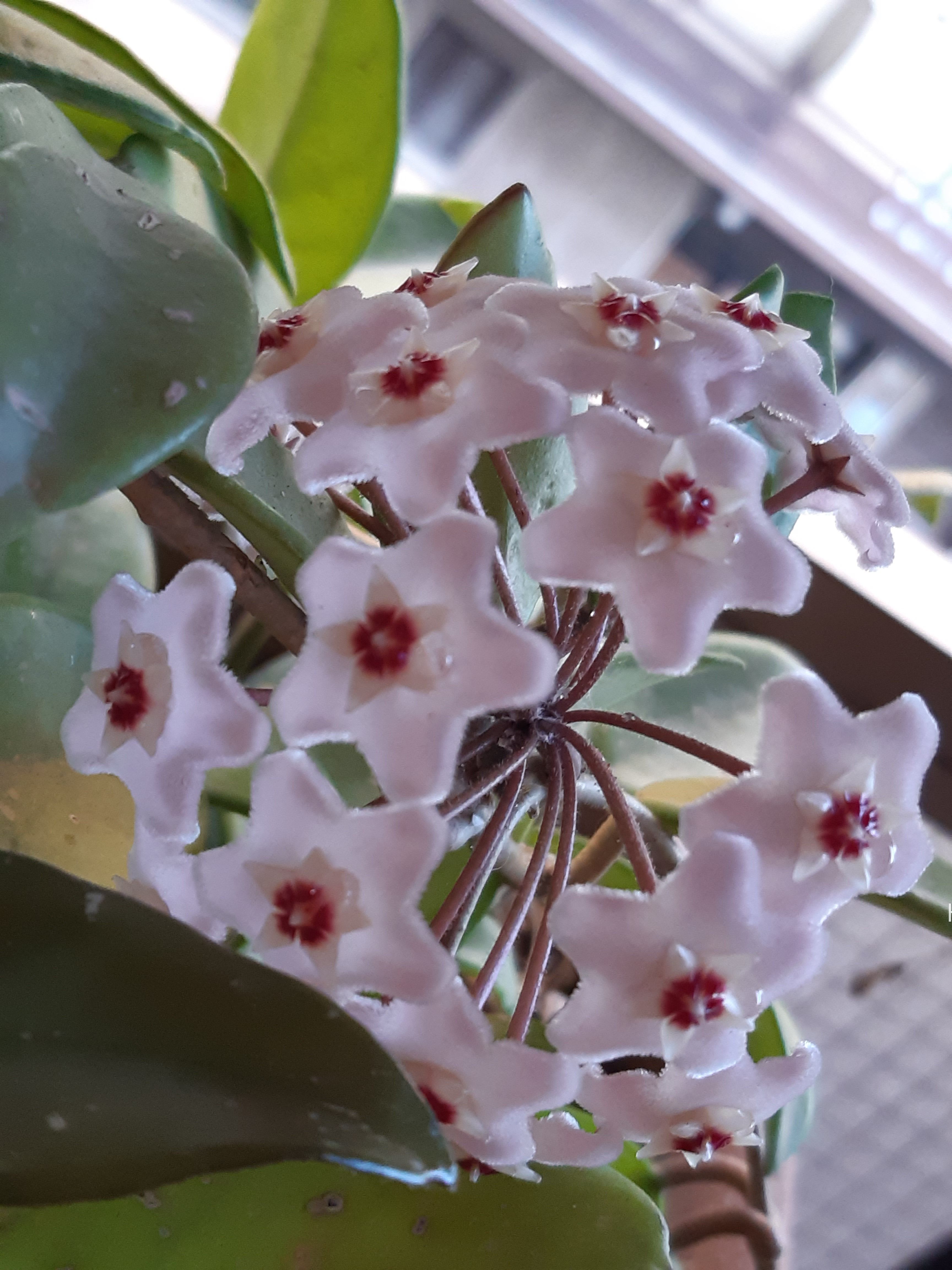 Amazing flower! Genshin Impact | HoYoLAB