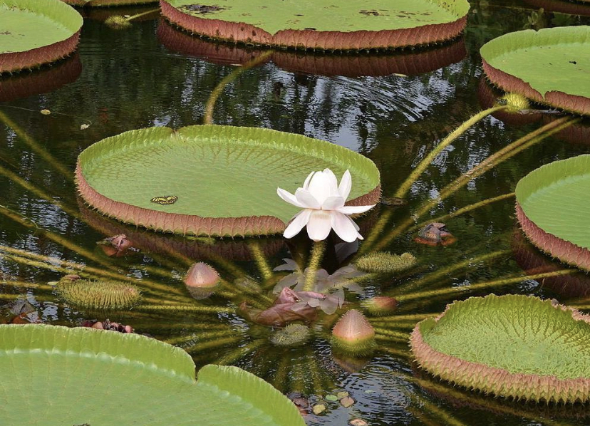 The Victoria Amazonica is an amazing plant Genshin Impact | HoYoLAB