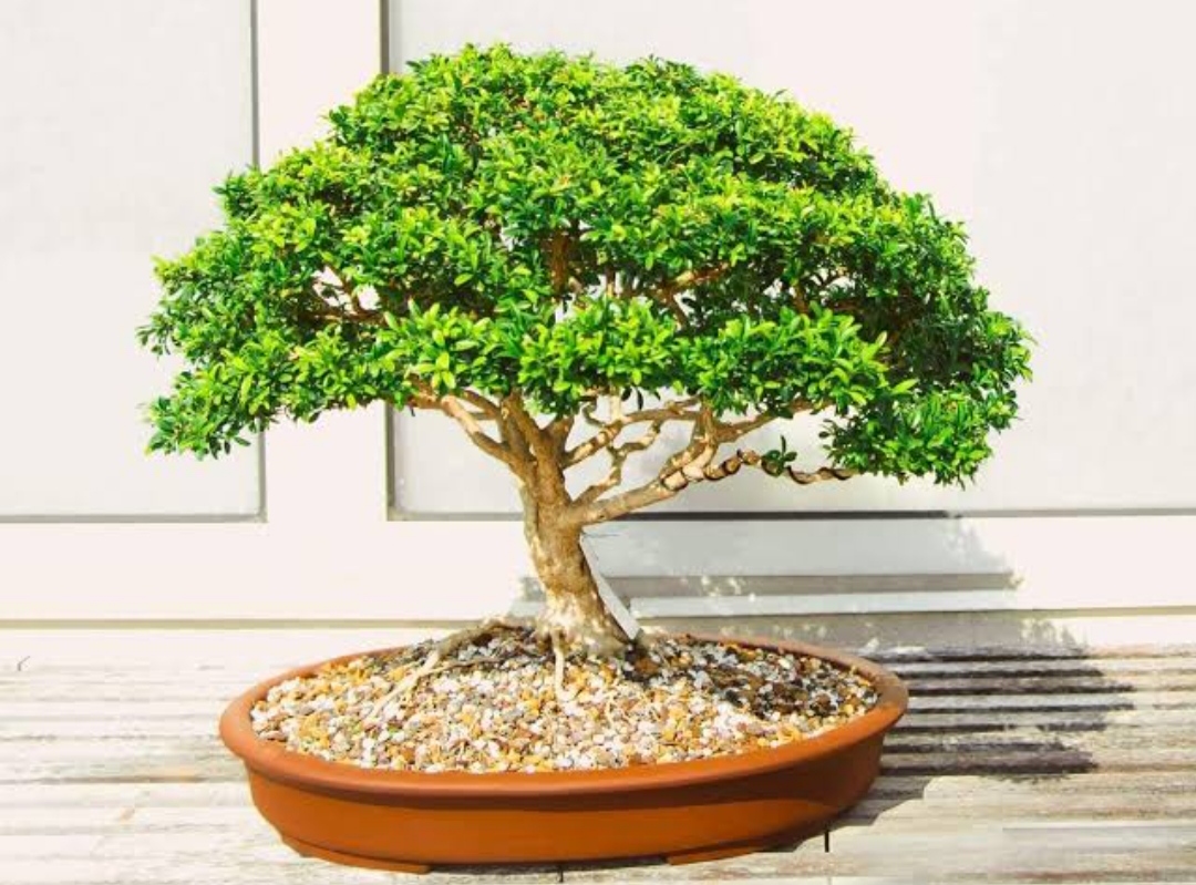 Bonsai tree Genshin Impact | HoYoLAB