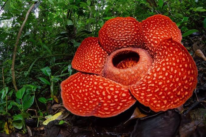 Rafflesia Arnoldi / Padma raksasa Genshin Impact | HoYoLAB