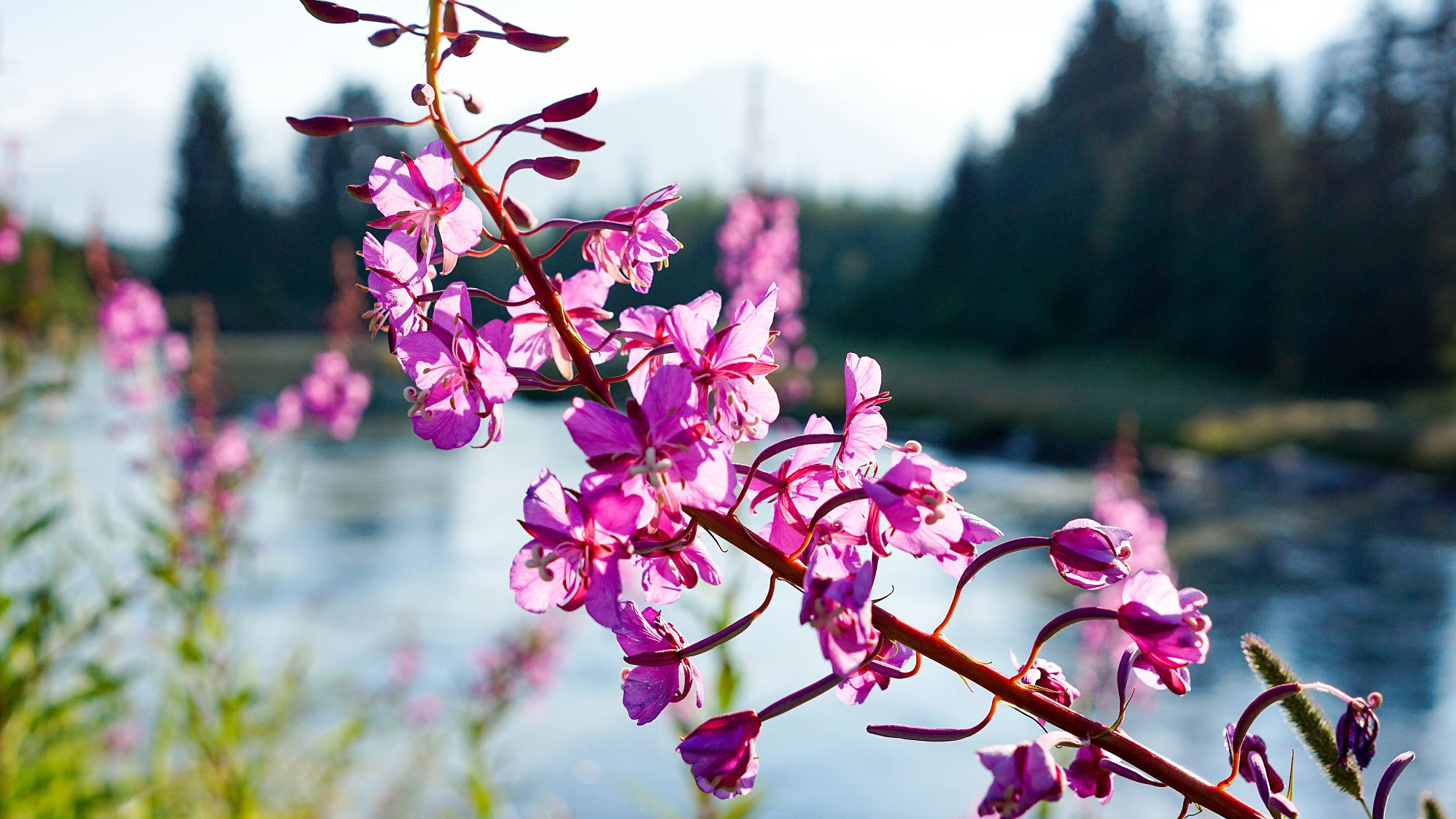 i love this flower Genshin Impact | HoYoLAB