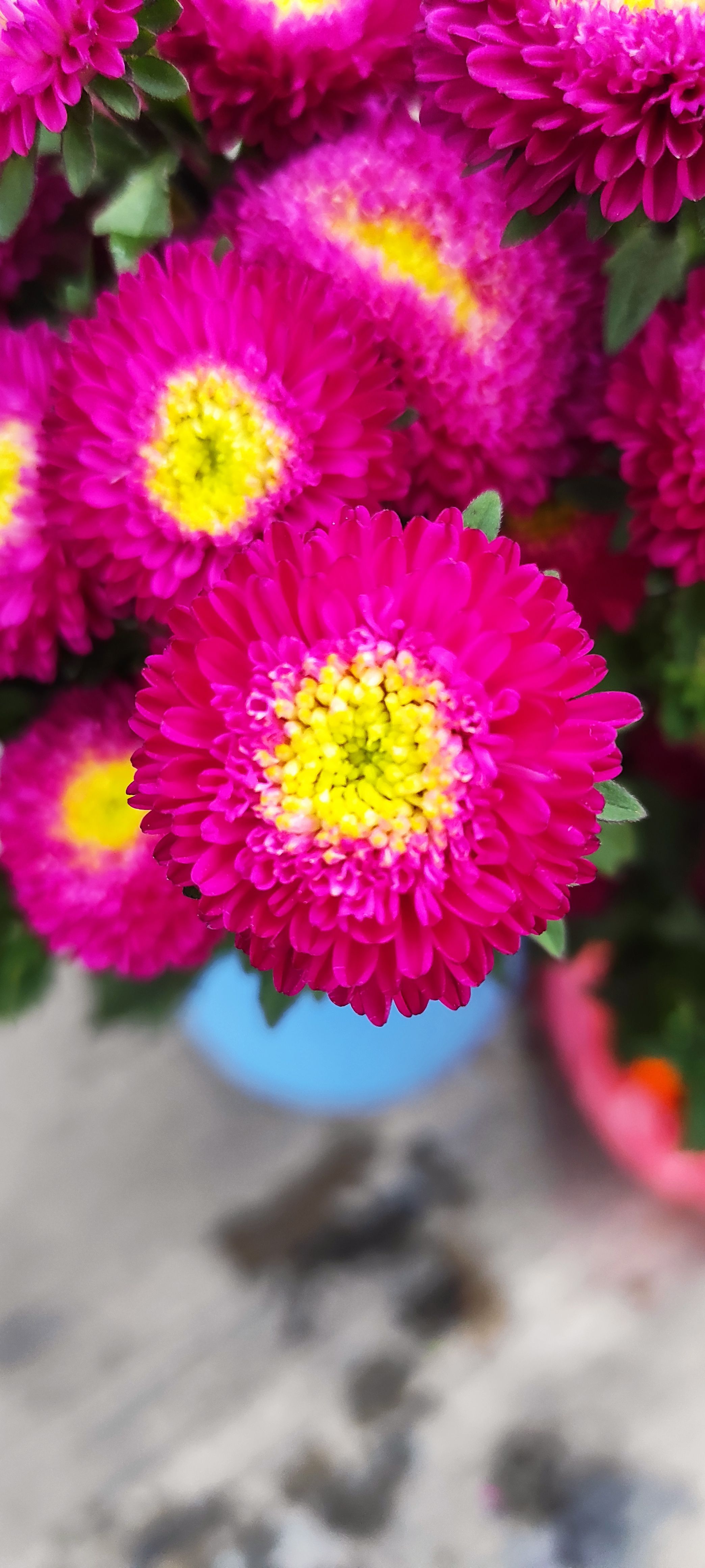 Plants that I find amazing Genshin Impact | HoYoLAB