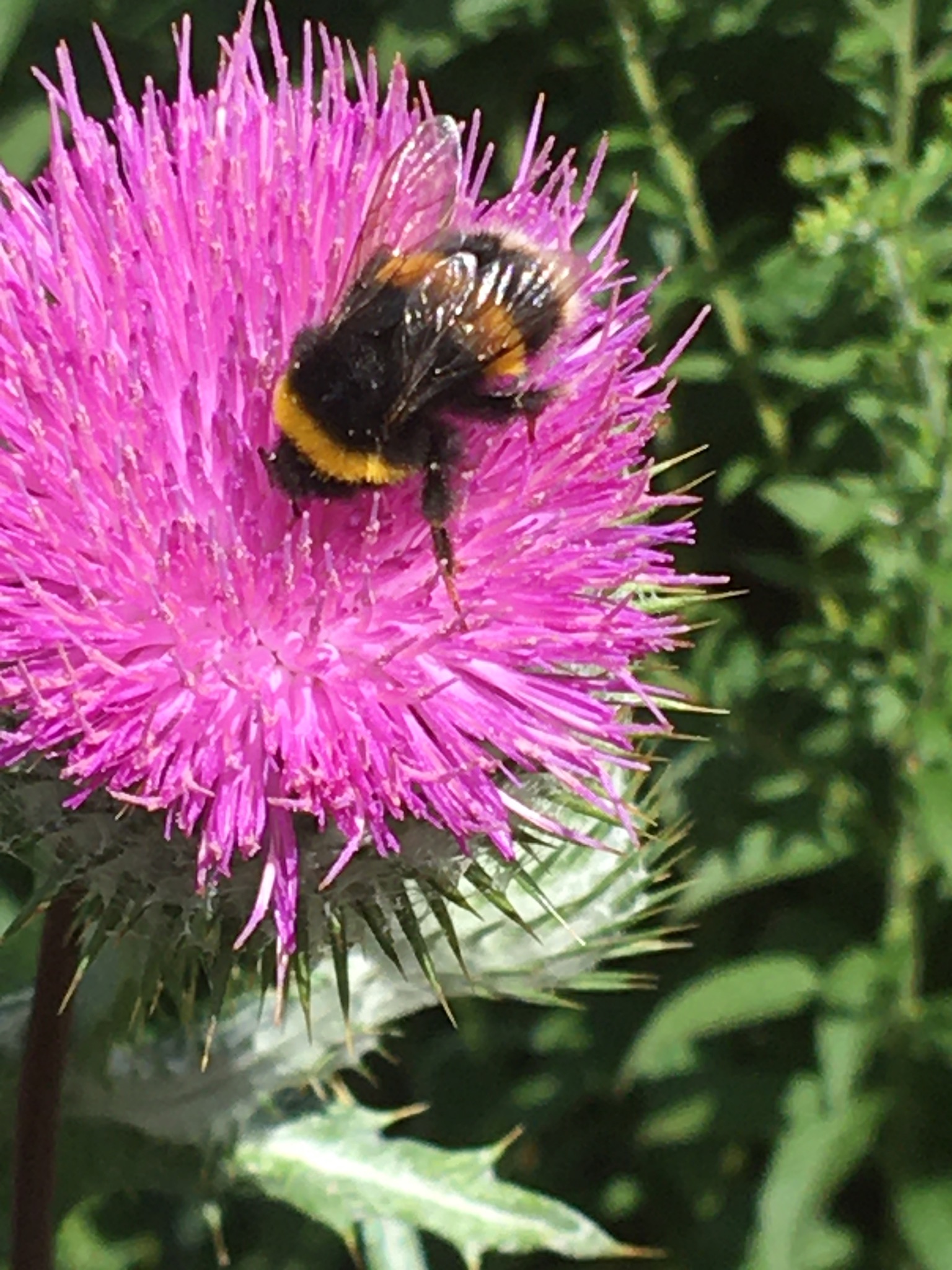 Daily life of a forest watcher event! Genshin Impact | HoYoLAB