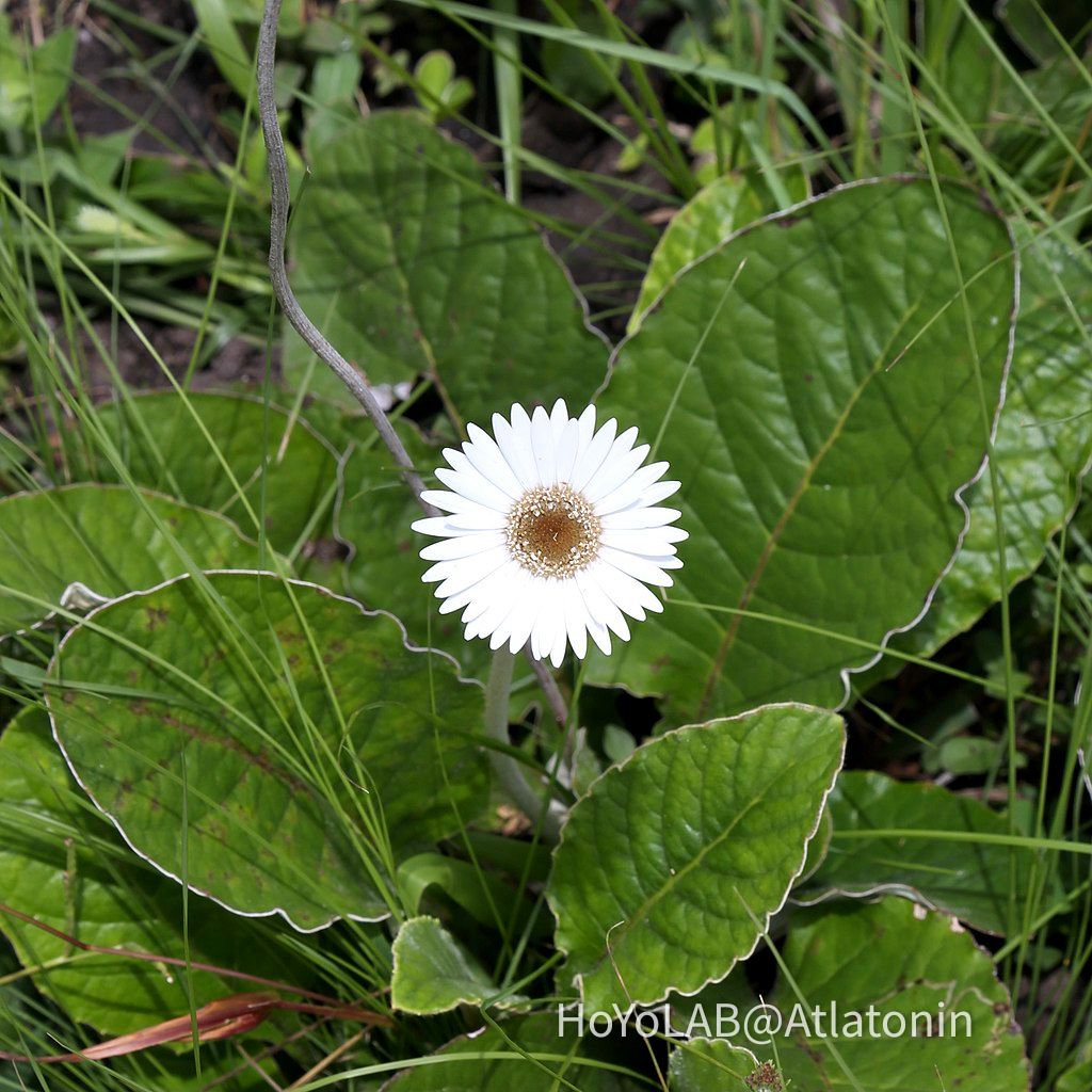 Gerbera | Genshin Impact | HoYoLAB