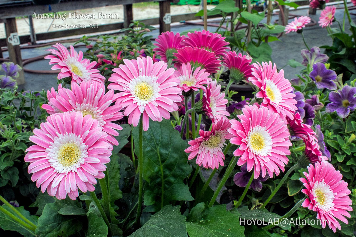 Gerbera Genshin Impact | HoYoLAB