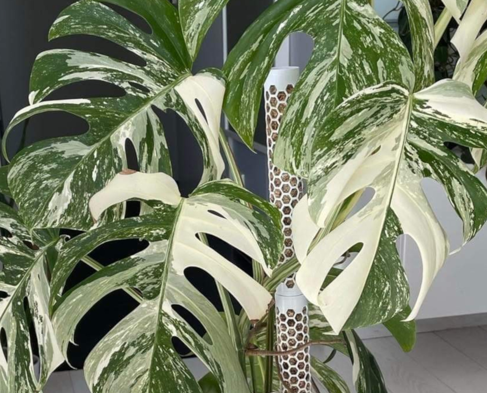 Monstera deliciosa Genshin Impact | HoYoLAB