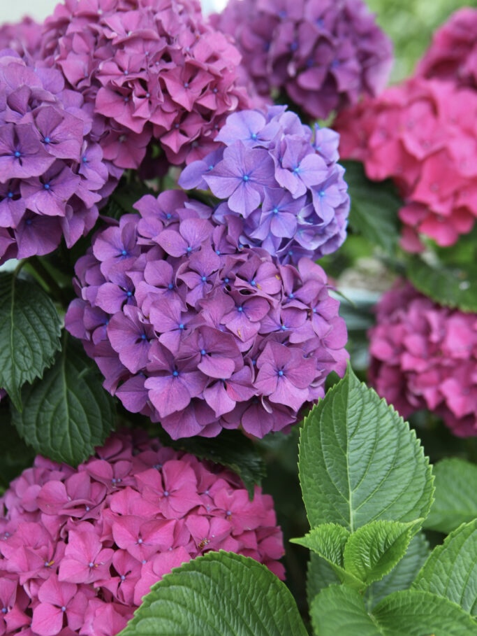 Daily Life Of A Forest Watcher! Genshin Impact | HoYoLAB