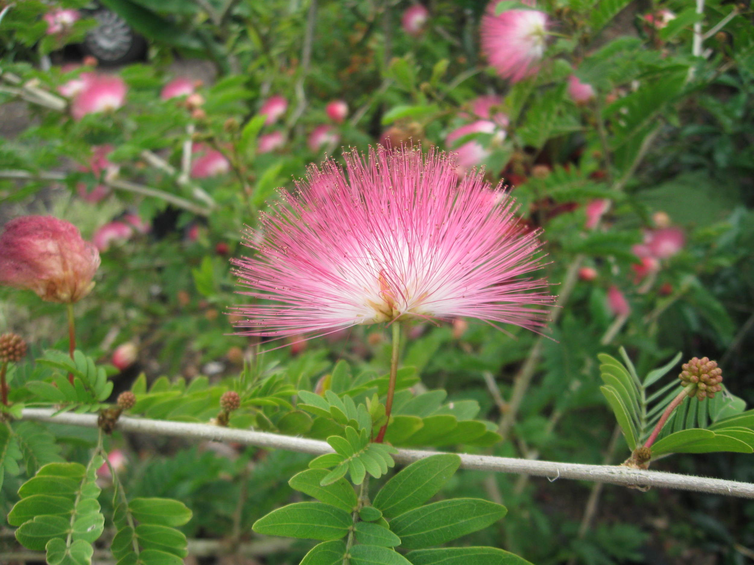 Calliandra surinamensis Genshin Impact | HoYoLAB