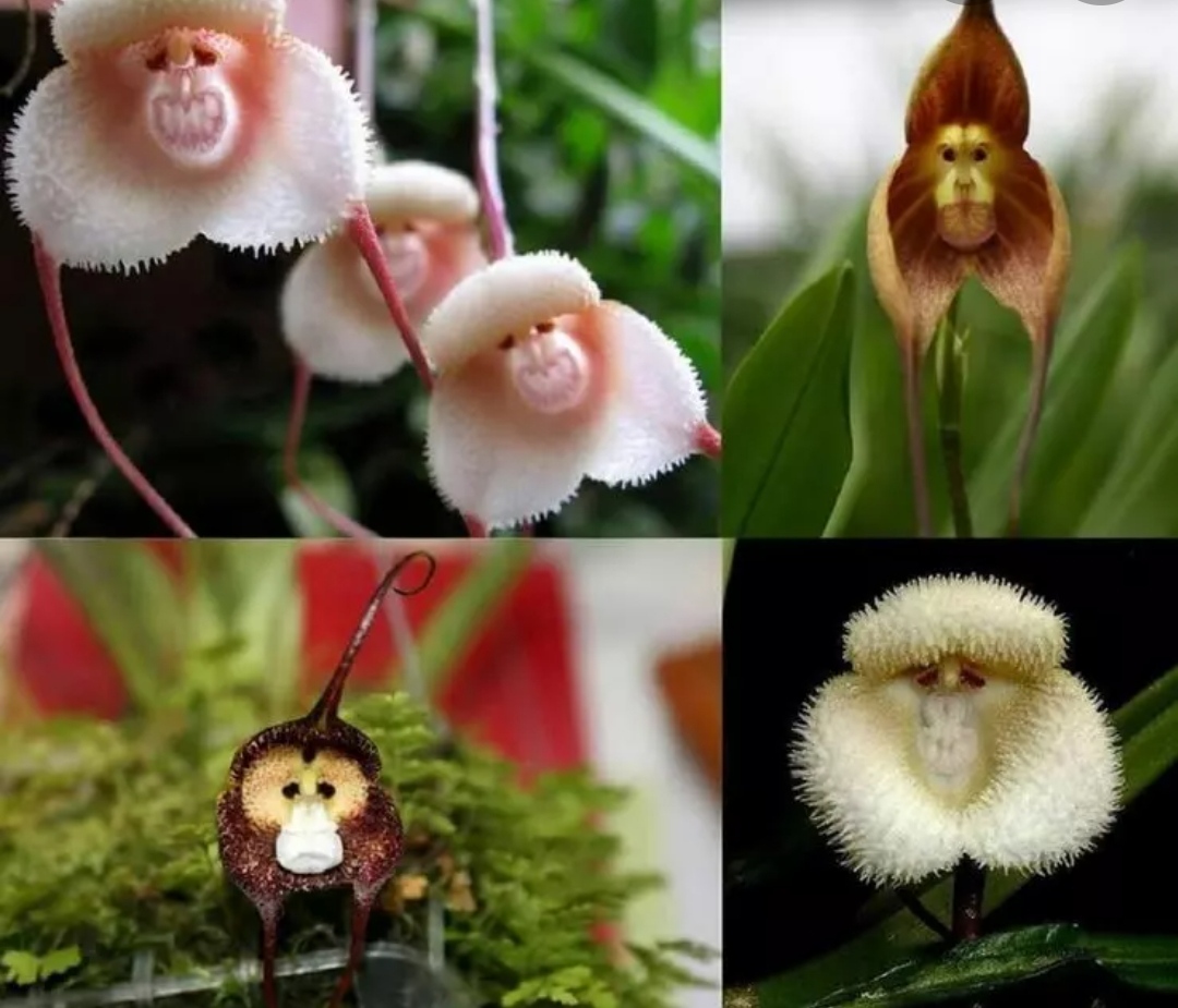 Monkey faced orchids lmao Genshin Impact | HoYoLAB