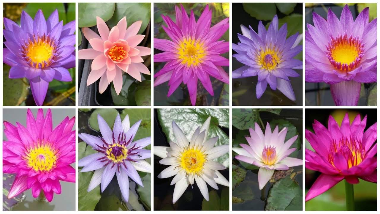 Amazing Plants! Genshin Impact | HoYoLAB