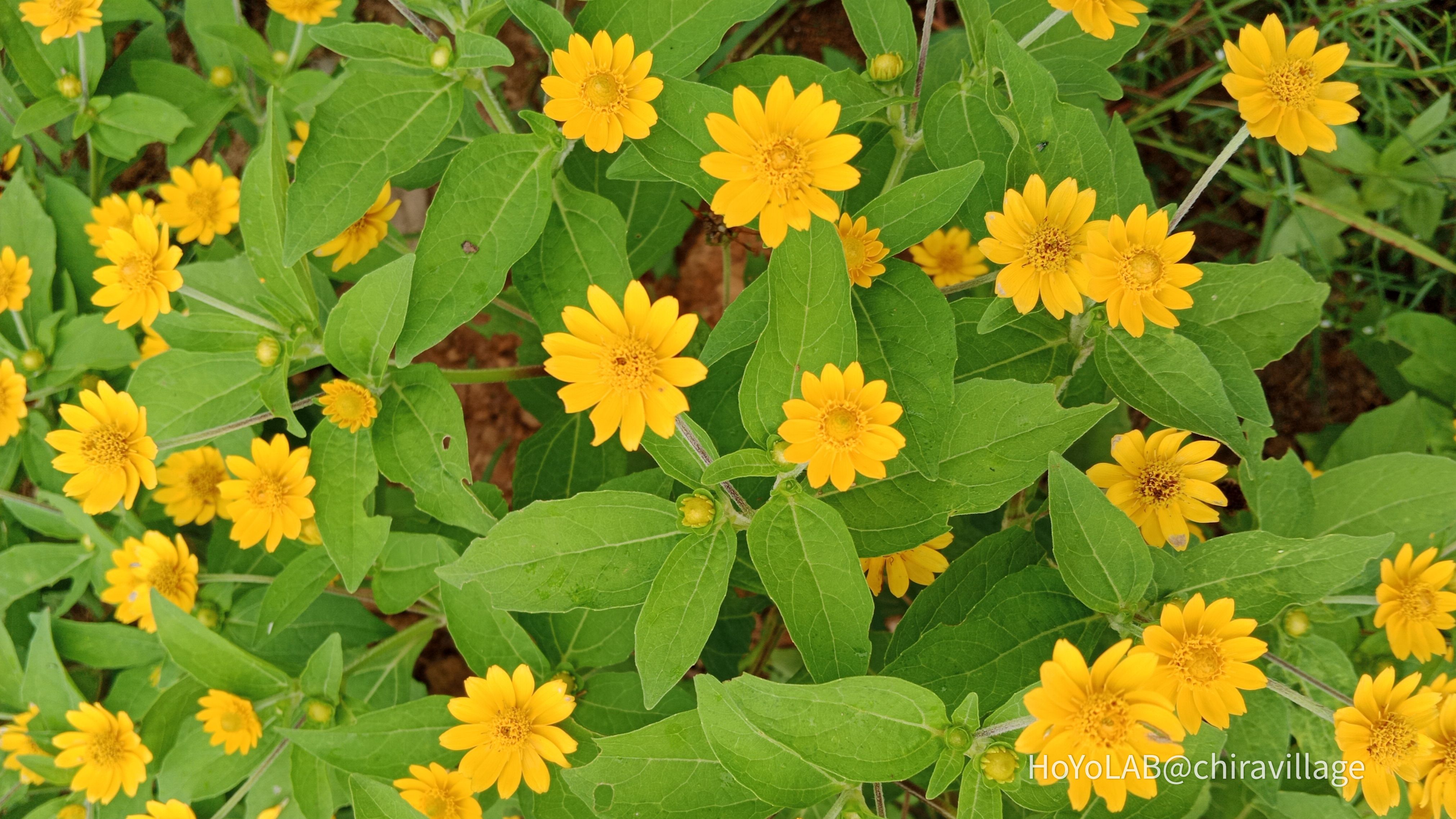 Butter Daisy Genshin Impact | HoYoLAB