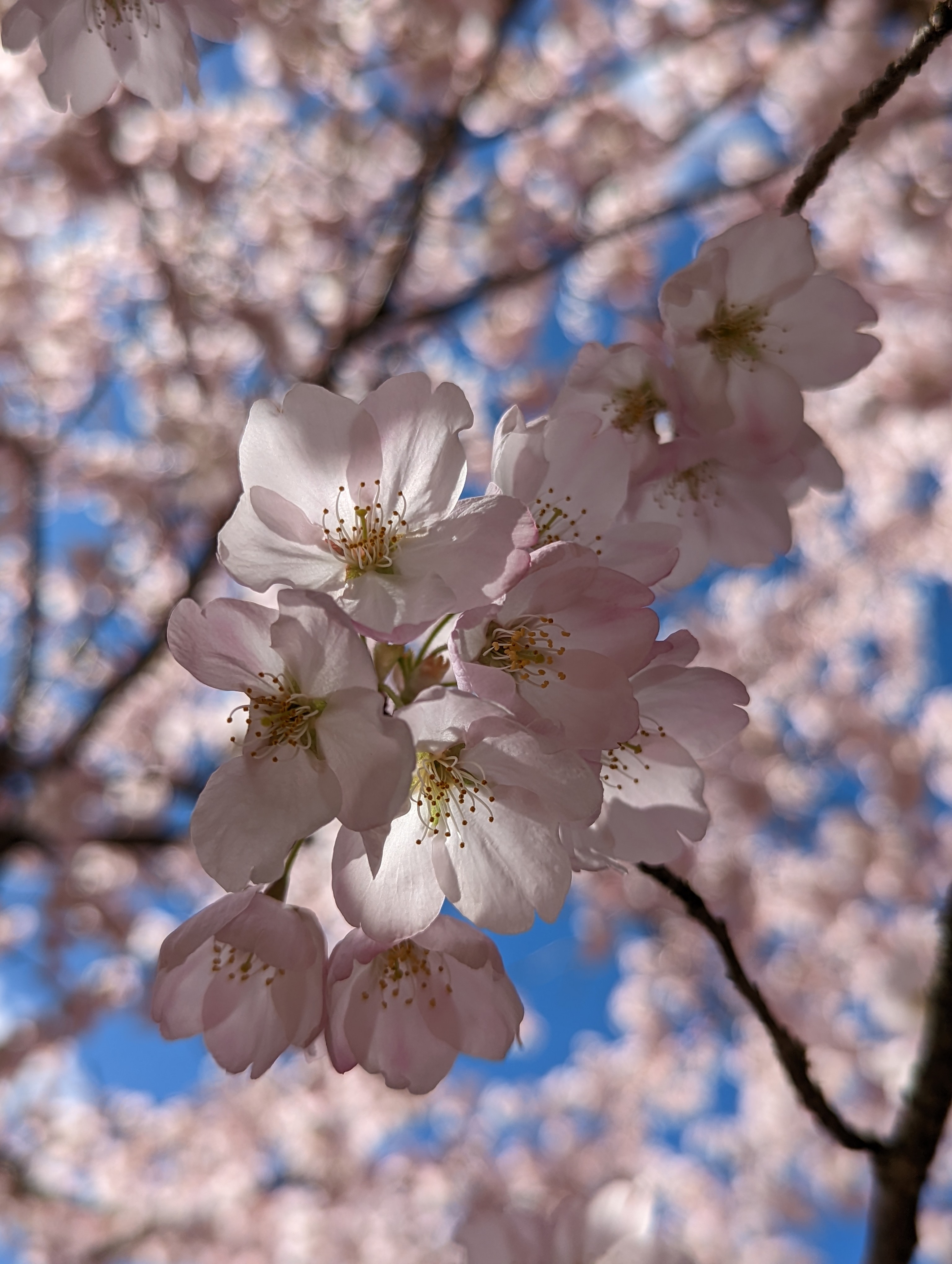Daily Life of A Forest Watcher. Genshin Impact | HoYoLAB