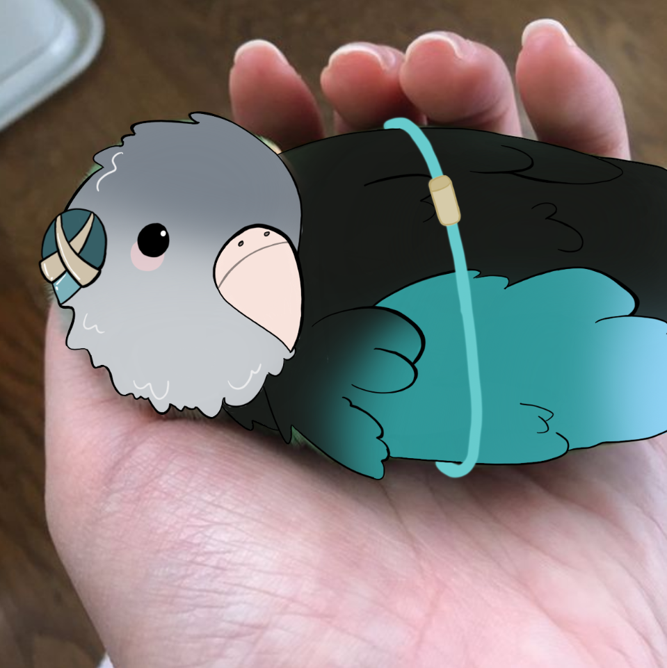 bird Genshin Impact | HoYoLAB