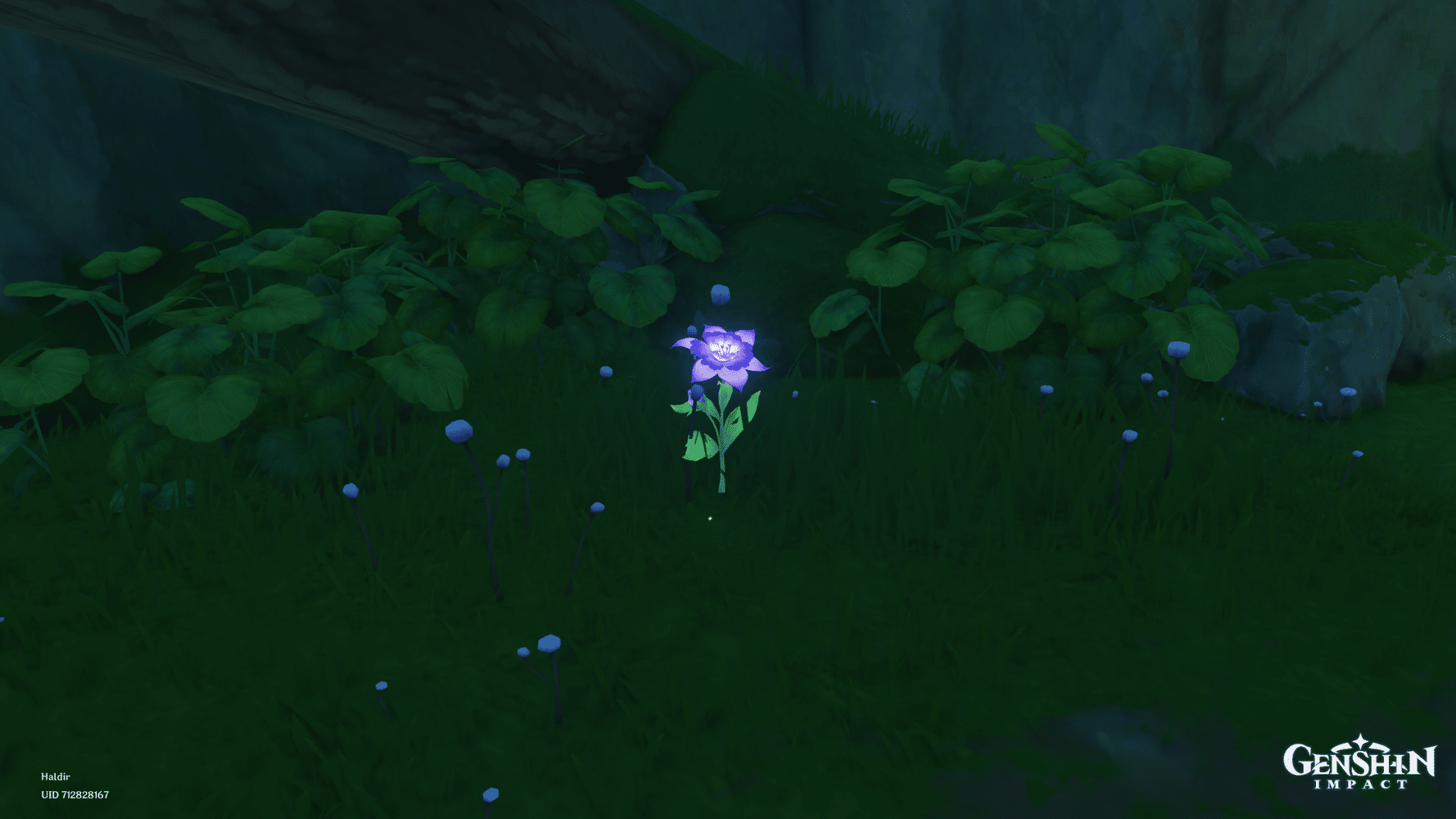 Sumeru Rose Genshin Impact | HoYoLAB