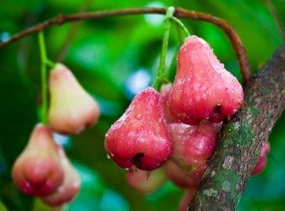 🌱Real life Sumeru local specialties 🌱 Genshin Impact | HoYoLAB