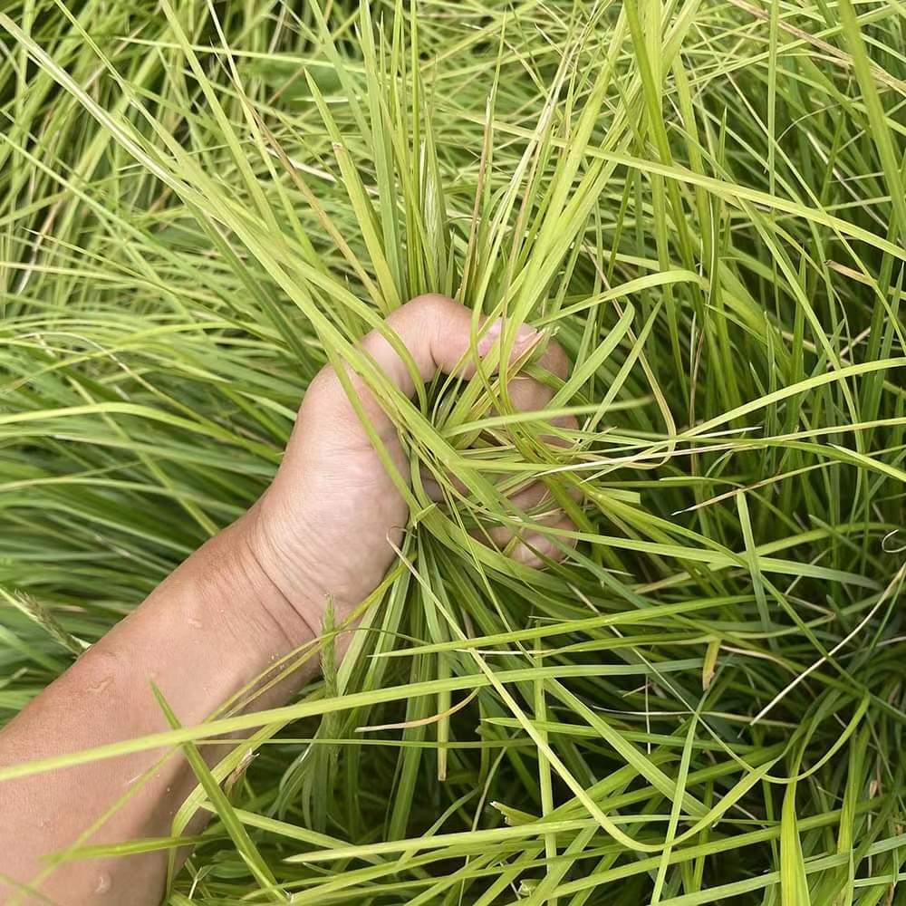 As a forest watcher Genshin Impact | HoYoLAB