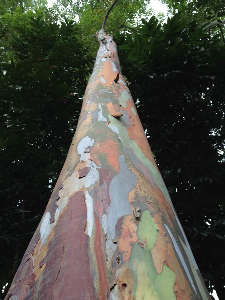 Rainbow Tree! Genshin Impact | HoYoLAB