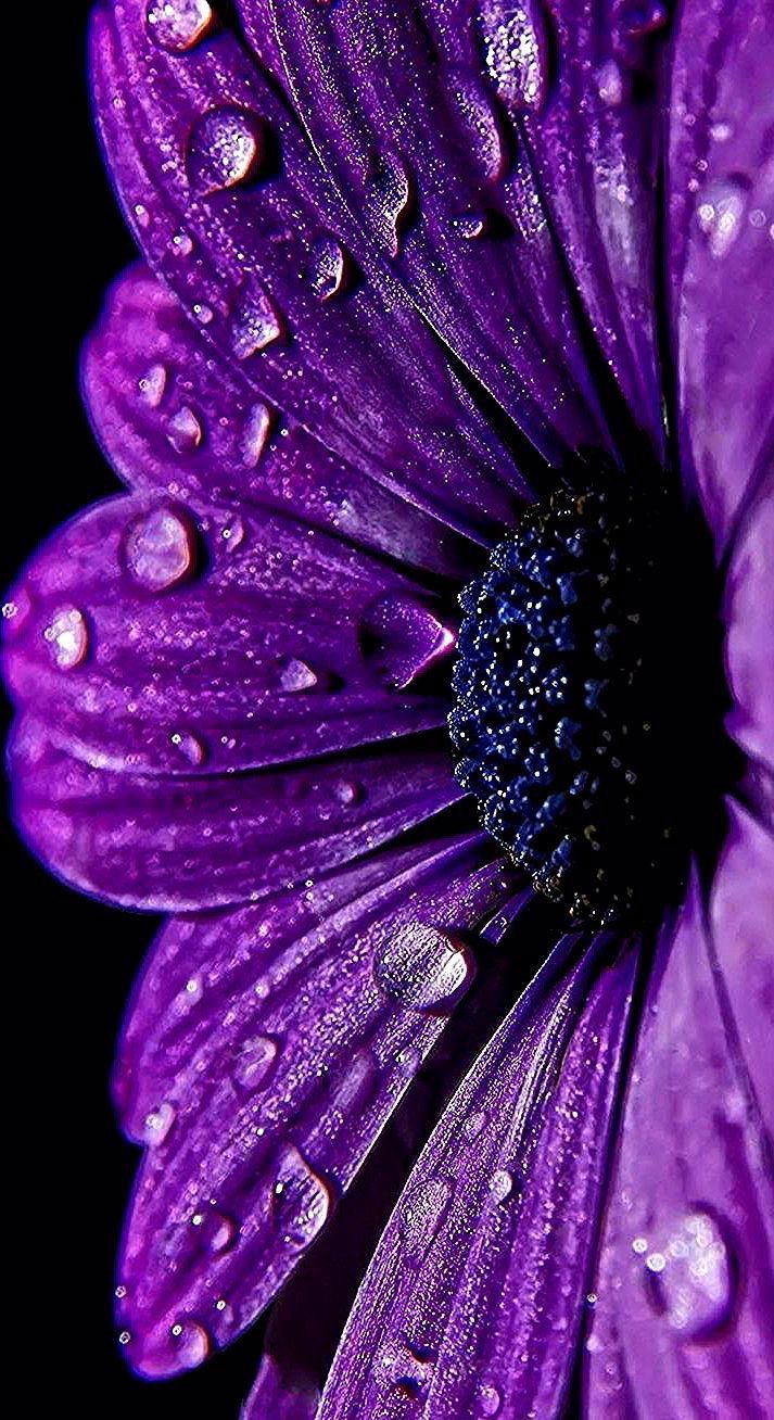 I want this color in Genshin, love purple so much! Genshin Impact | HoYoLAB