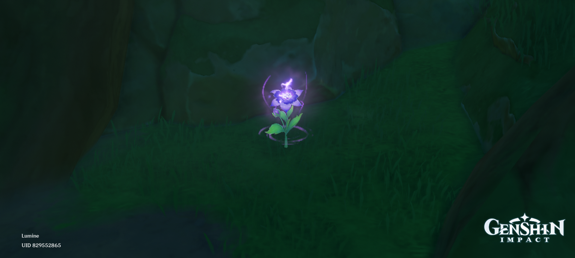 Glowing flower :D Genshin Impact | HoYoLAB