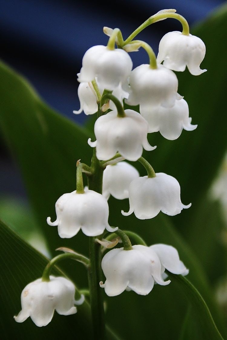 Flower Genshin Impact | HoYoLAB