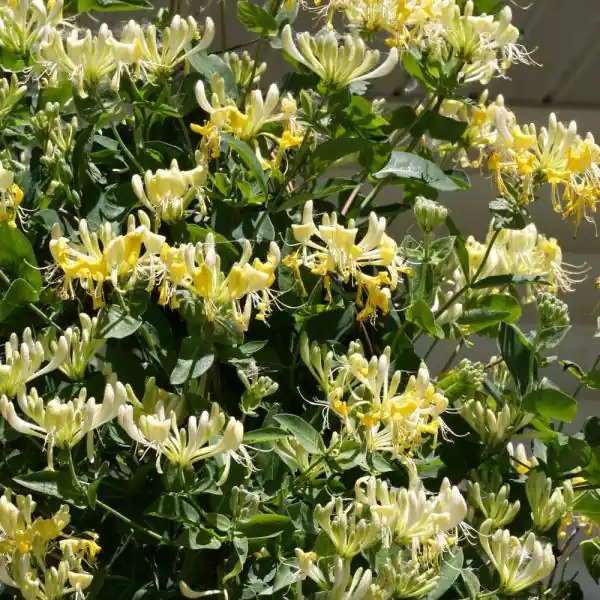 Honeysuckle Genshin Impact | HoYoLAB