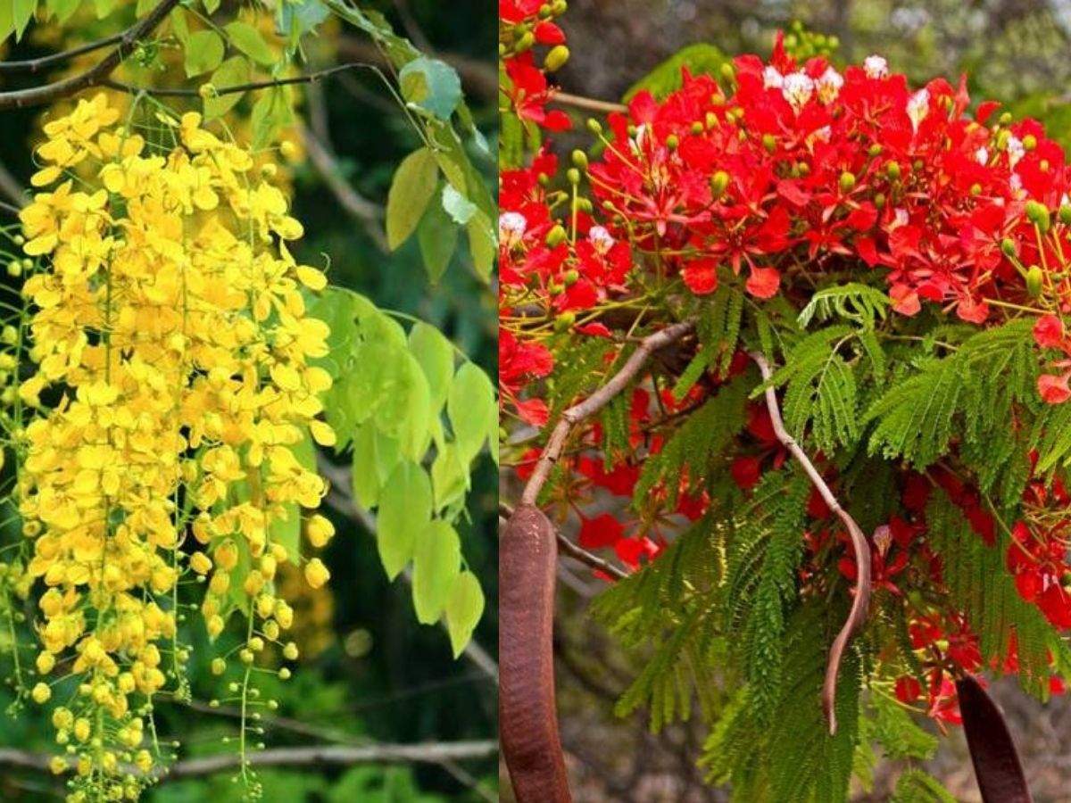 Gulmohar flowers Genshin Impact | HoYoLAB