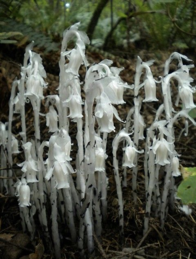 Ghost Flower Genshin Impact | HoYoLAB