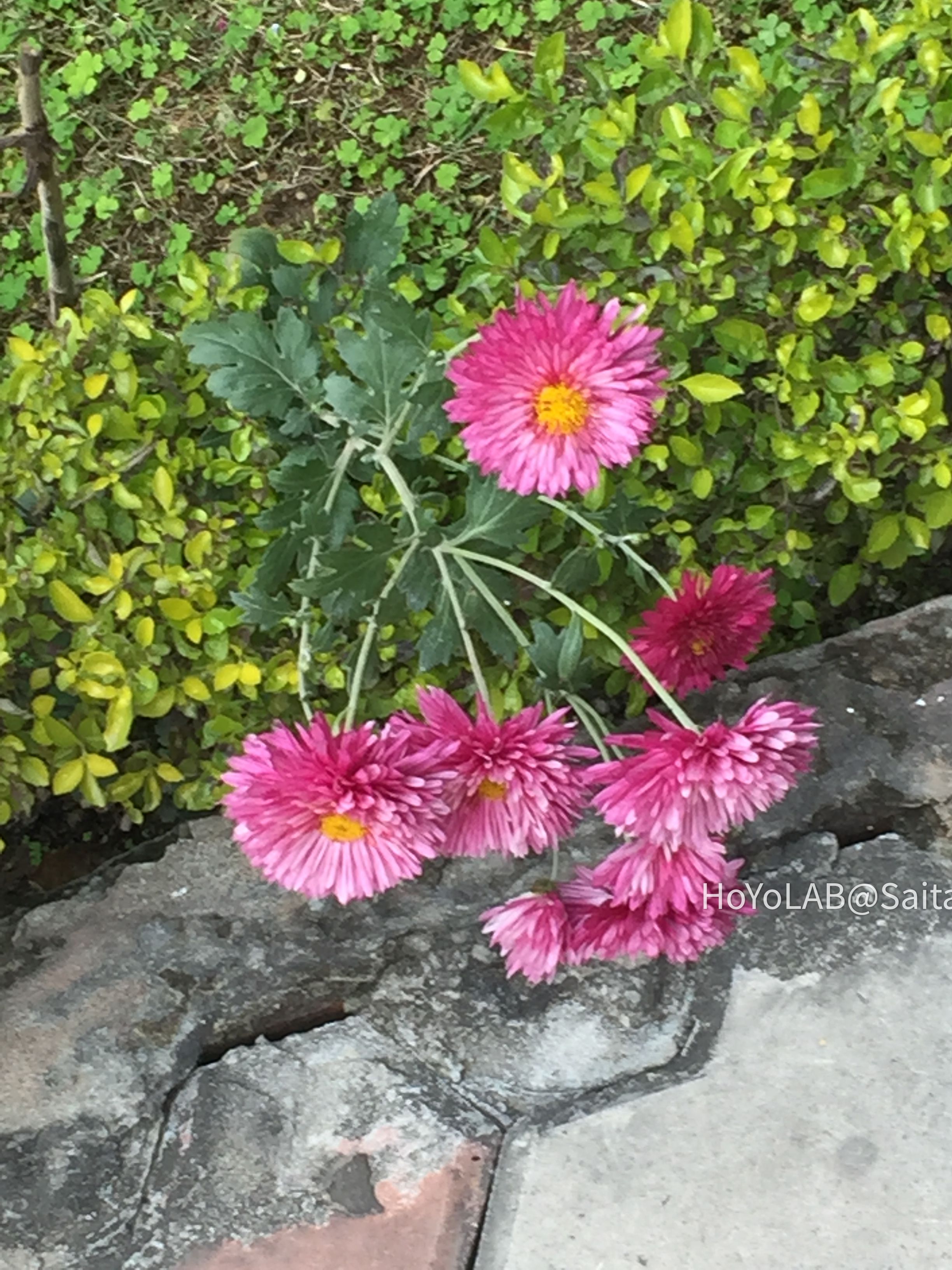 Sumeru rose is not a rose Genshin Impact | HoYoLAB