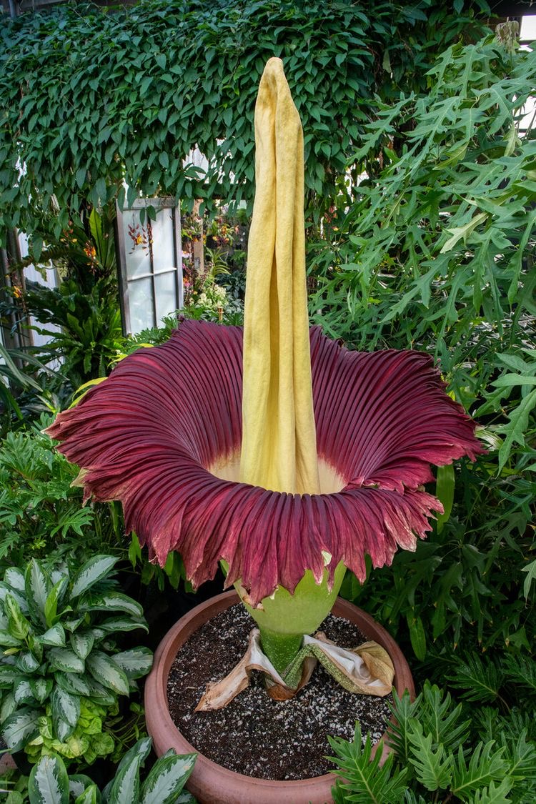 Corpse Flower | HoYoLAB