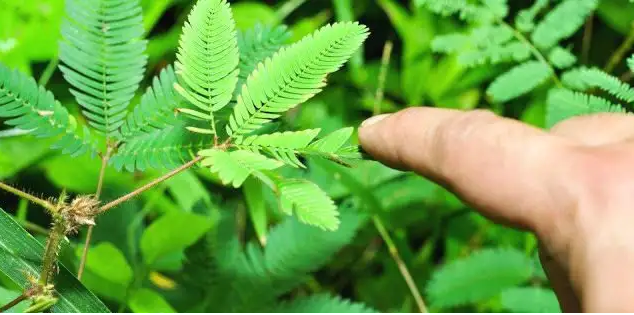 #Daily Life of a Forest Watcher Genshin Impact | HoYoLAB