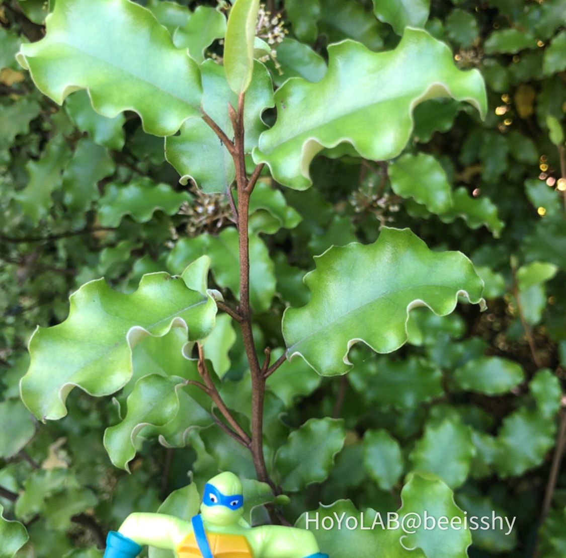 🌿Daily Life of a Forest Watcher 3🌿 Genshin Impact | HoYoLAB