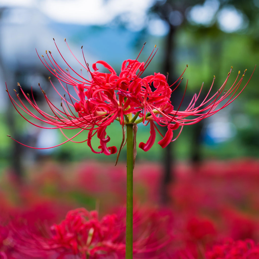 Lycoris Red - Hu Tao flower outfit design Genshin Impact | HoYoLAB